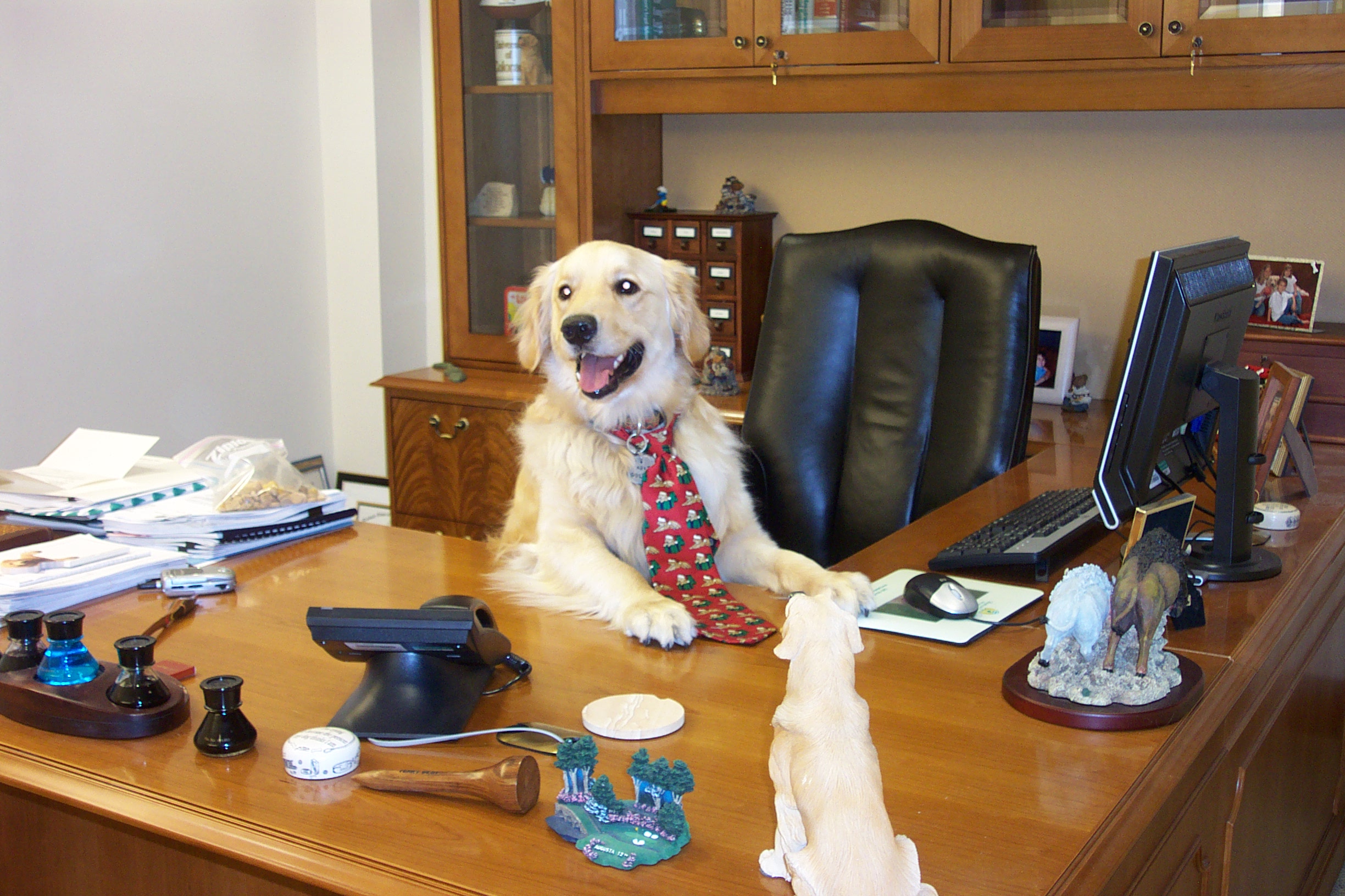 10 Consejos Para Llevar Al Perro Al Trabajo