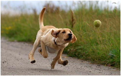 Cómo hacer que tu perro devuelva la pelota - Blog de Micompi.com