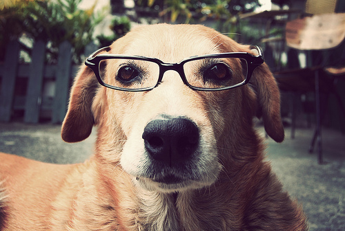 Las 10 Razas de Perros más Inteligentes