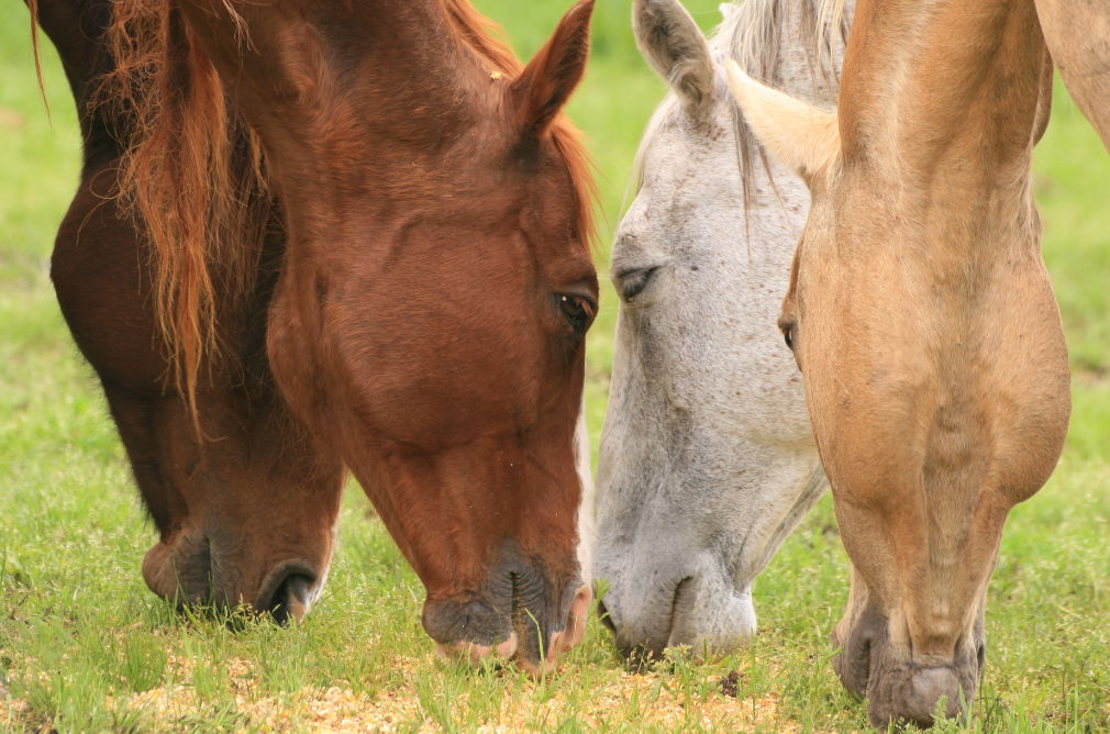 La Alimentación del Caballo