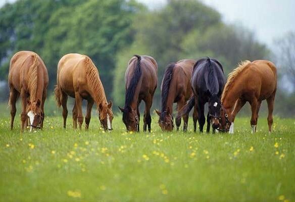 Laminitis en Caballos
